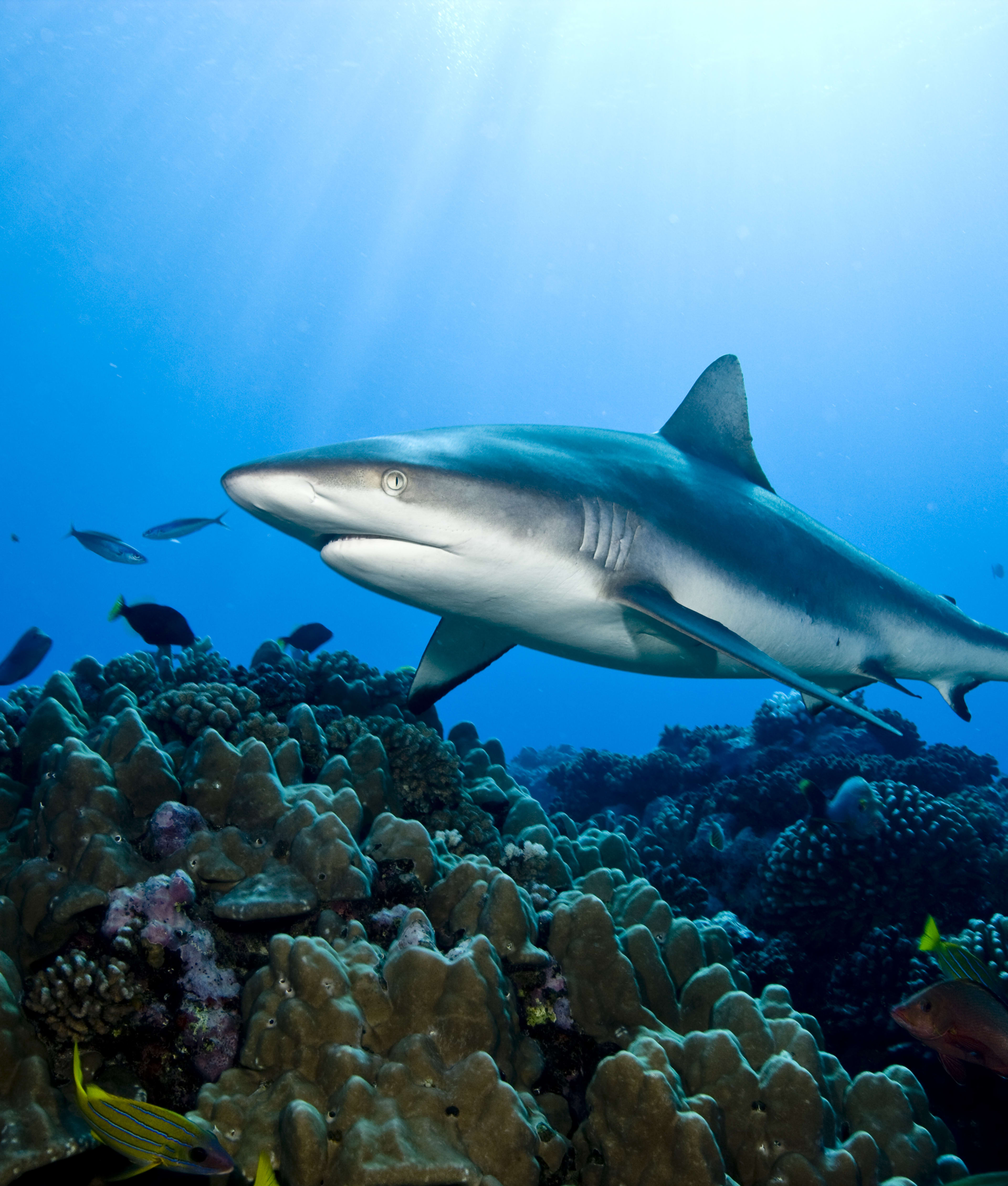 SURFER Magazine: Surf News, Events, Photos, Culture, & More