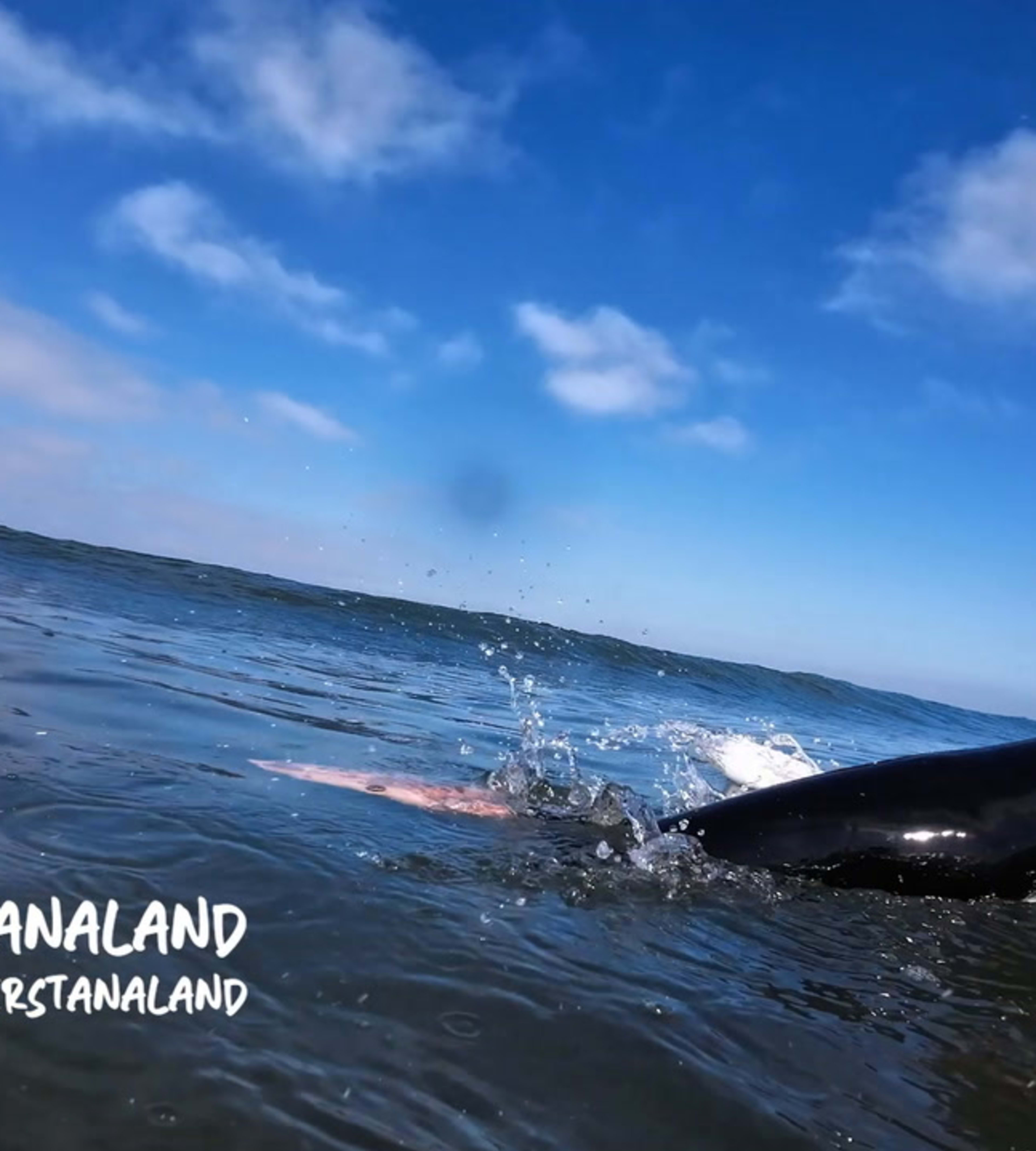 SURFER Magazine History, Iconic Moments, and More